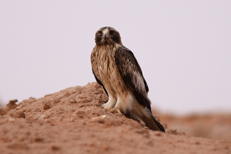 Spreebird wildlife: EAGLES OF PAKISTAN