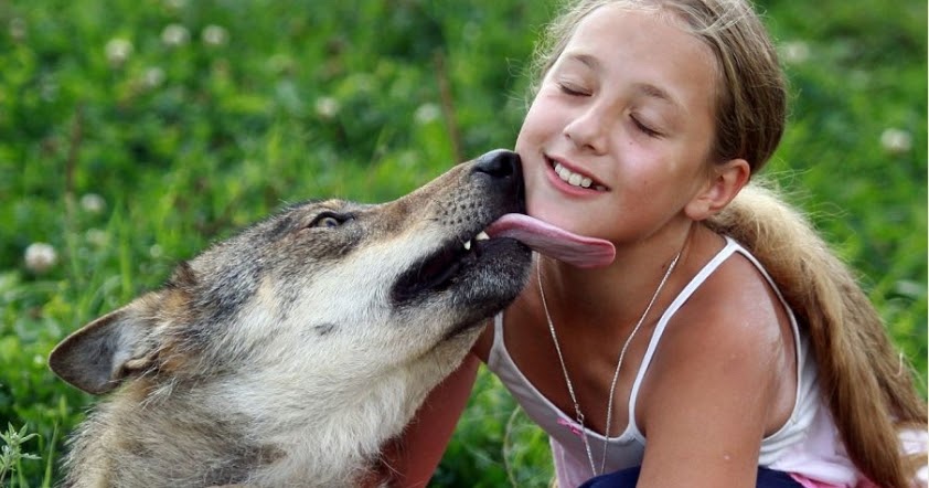 White Wolf : Young girl tames wild wolves in Russia in order to protect ...