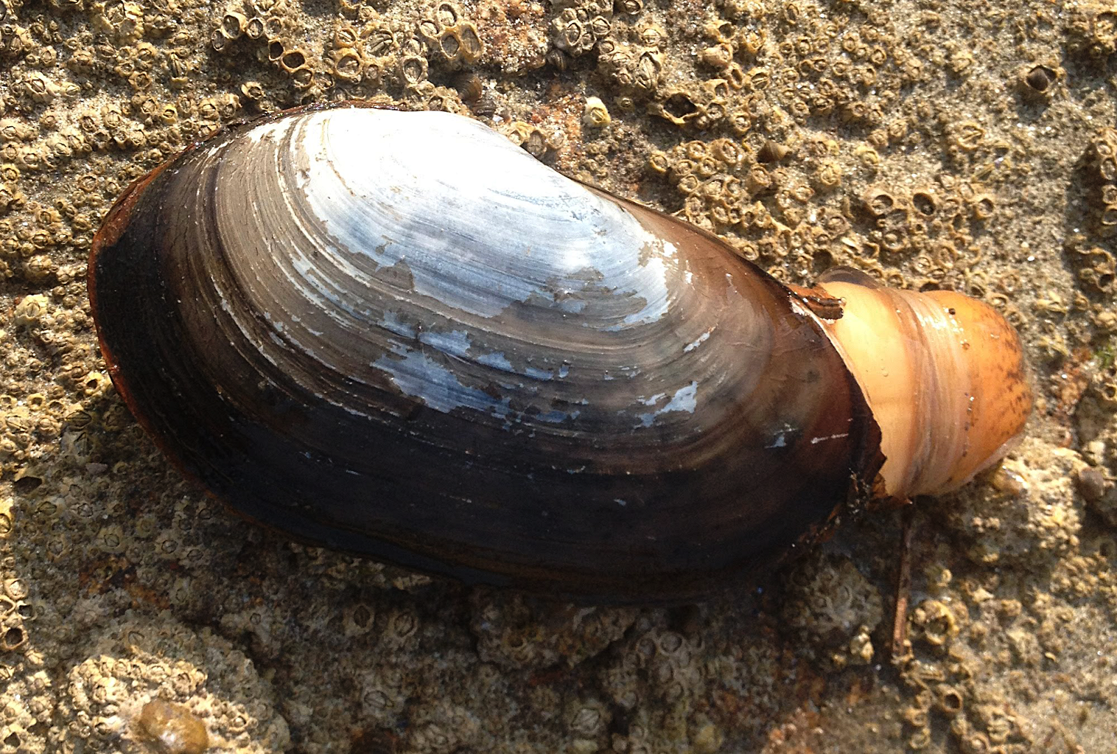 Les mollusques - LABRAX56