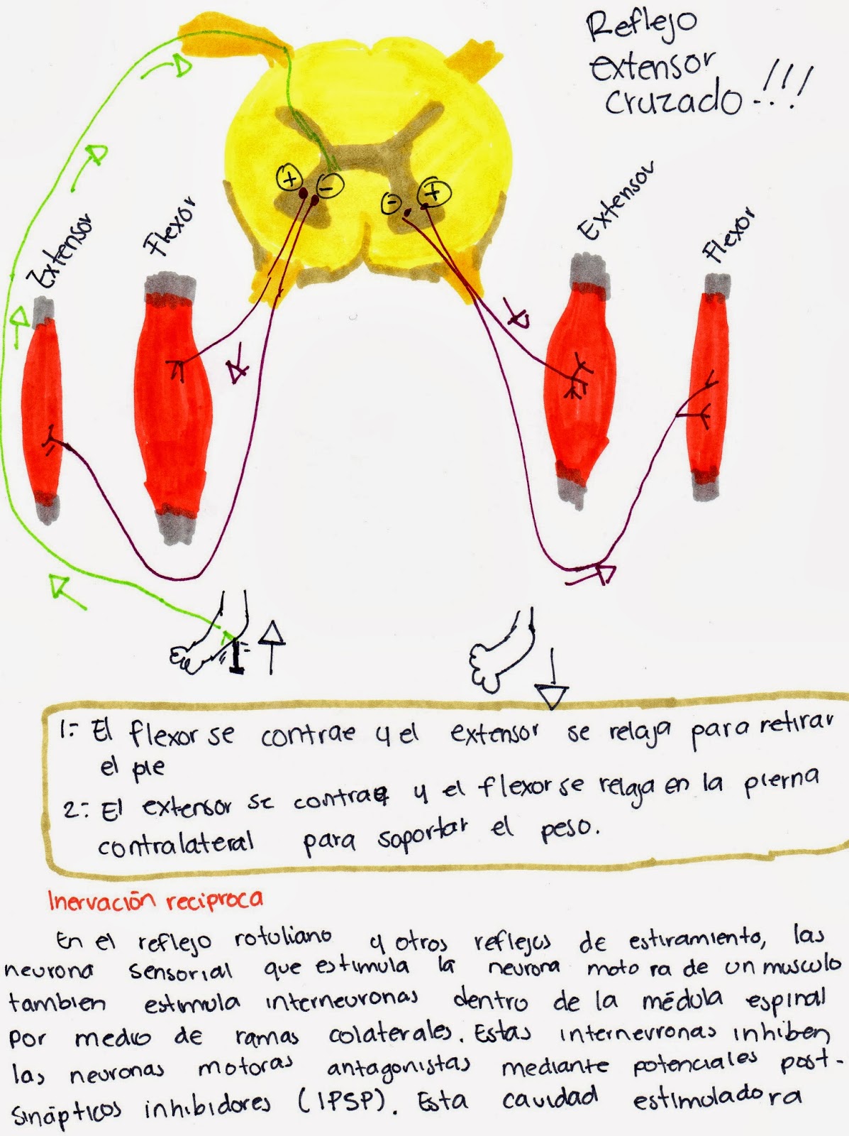 Blog de Fisiología básica de Ana Virginia Medina Rodriguez : Musculo ...