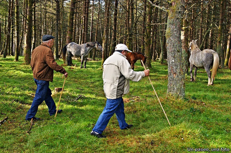 Un paseo,una foto: XXVII Feira do poldro e gando de monte. Muras (Lugo)