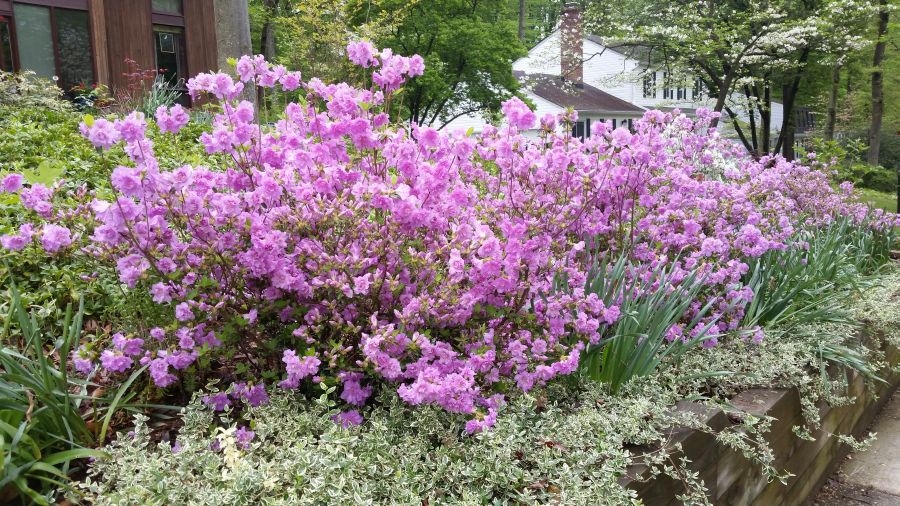 Future Plants by Randy Stewart: Azaleas -Evergreen Hybrids