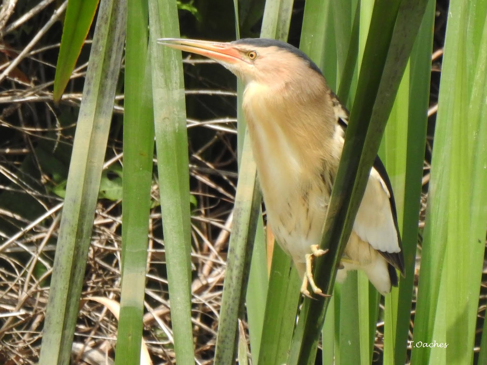 PASARI DIN ROMANIA: starc pitic