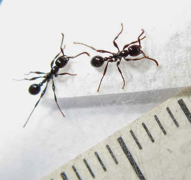 Photos and Info on Ants and Termites of Malaysia: Aenictus