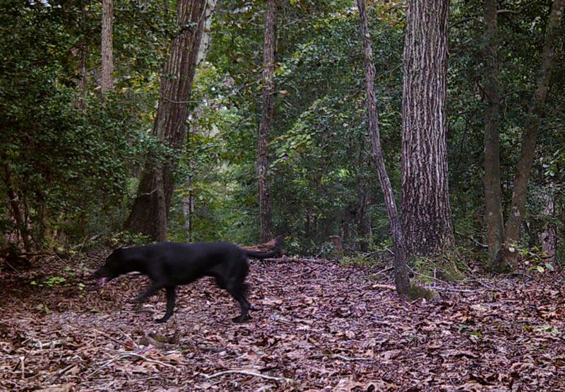 Feral and Stray Dogs and our Wild Game Natural Resources