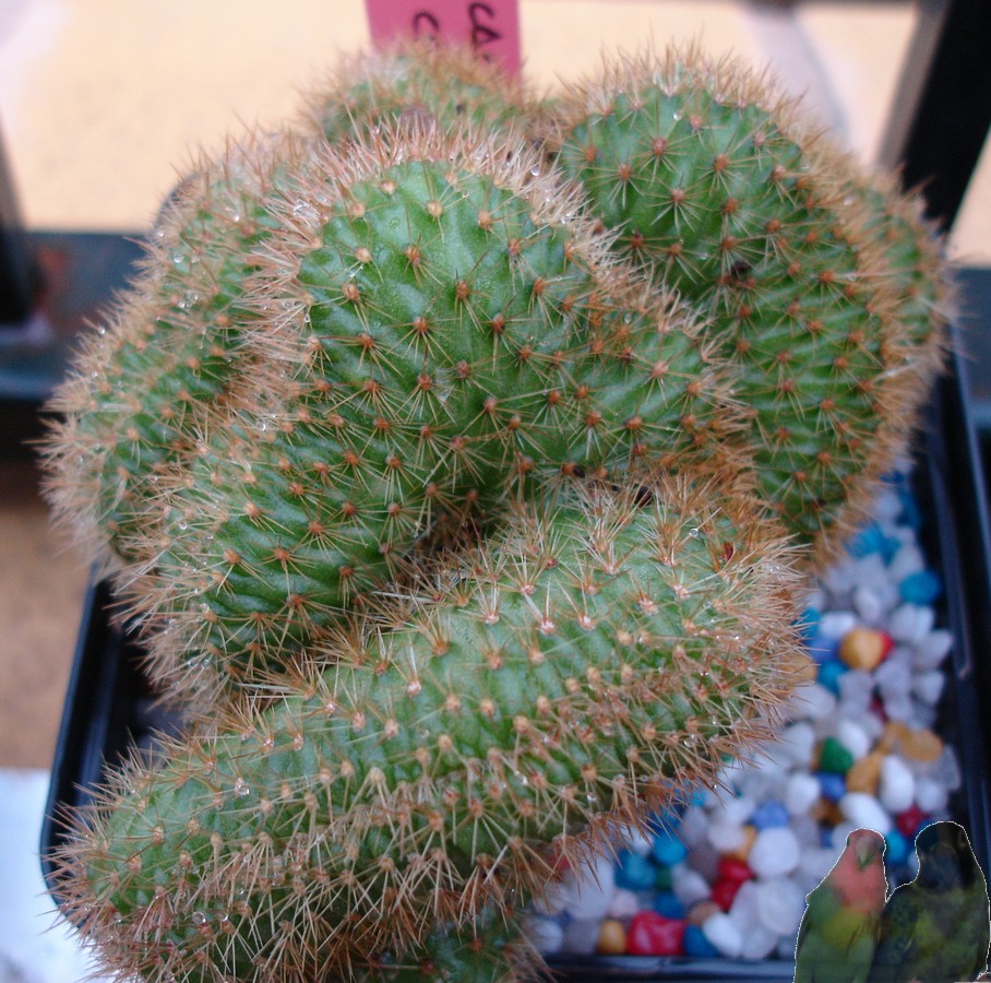 porque una forma crestada?