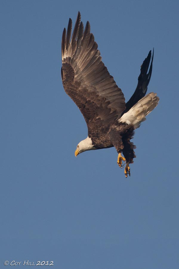 Country Captures: In the Fog: Bald Eagles