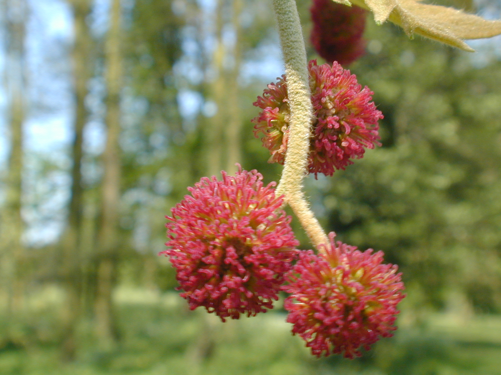 Trees of Santa Cruz County: Platanus x hispanica - London Plane Tree