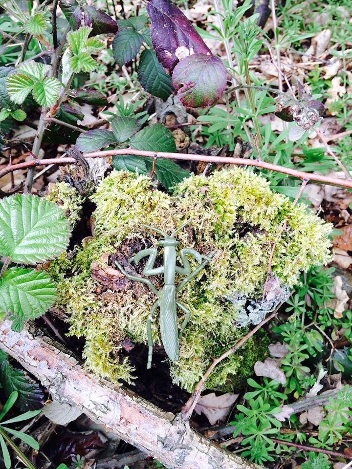 Tales of the March Hare: High Woods Country Park, Turner Road ...