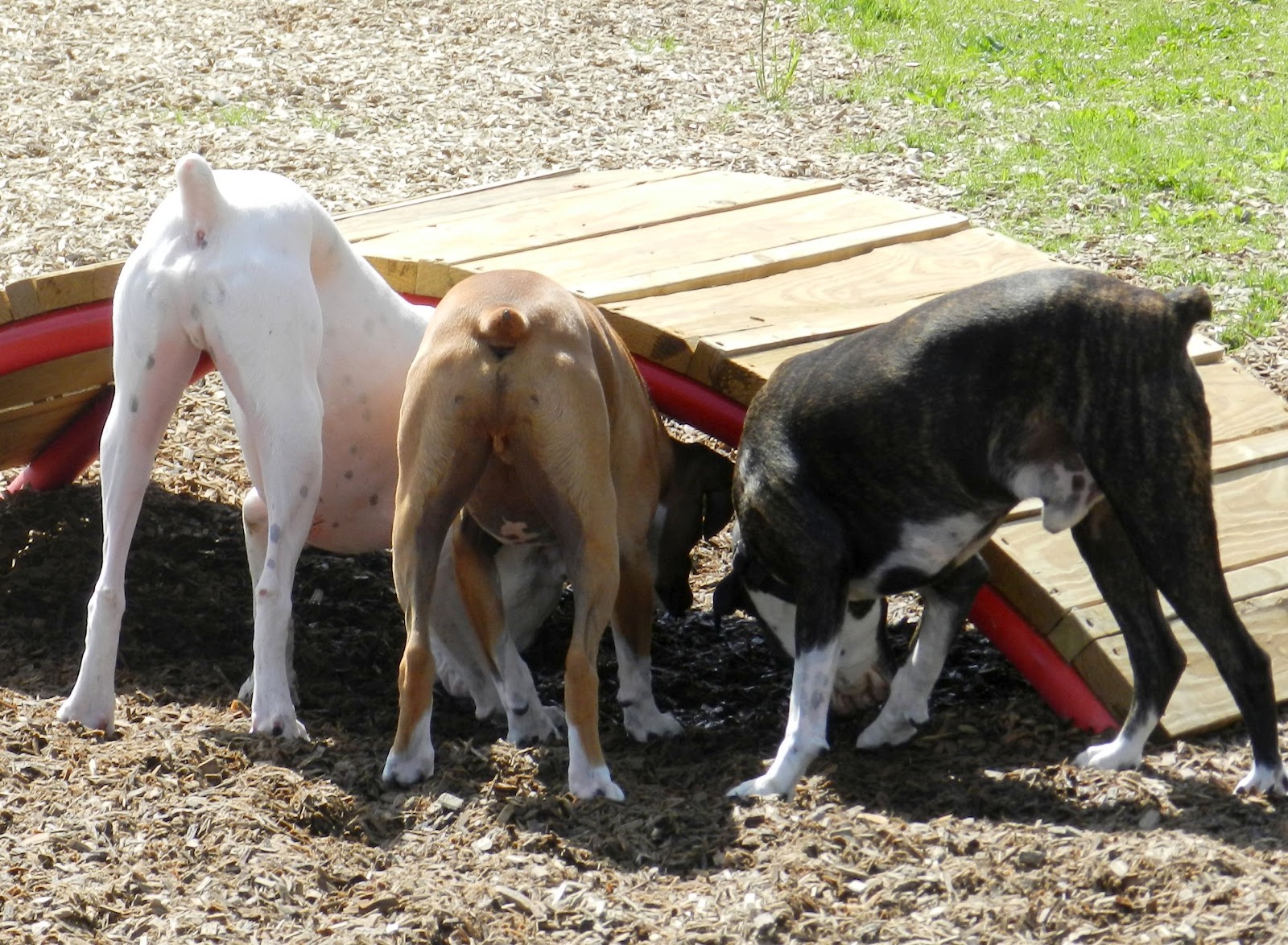 The World According To Lexi: Saturday Pet Blogger Hop - Group 2 Dog ...