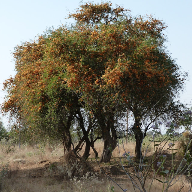 Jaipur Birding: Some flowering trees of Rajasthan