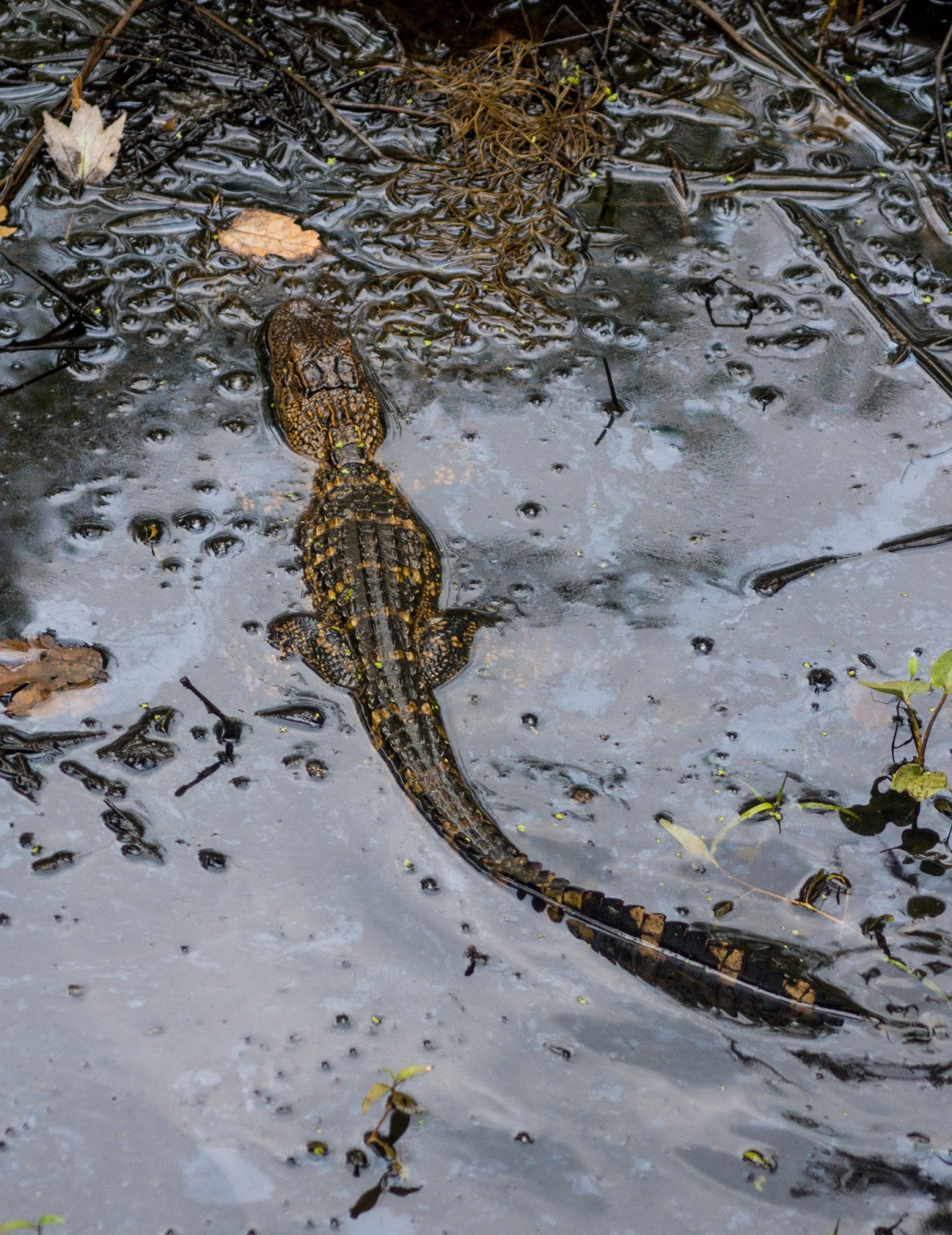 Breanna's Birding Blog: Sawgrass Lake Park - June 15, 2013