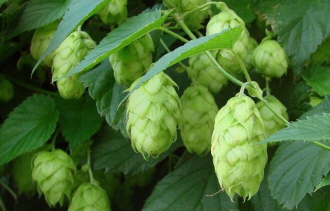 Pairing Beer and Food - Grapes & Grains