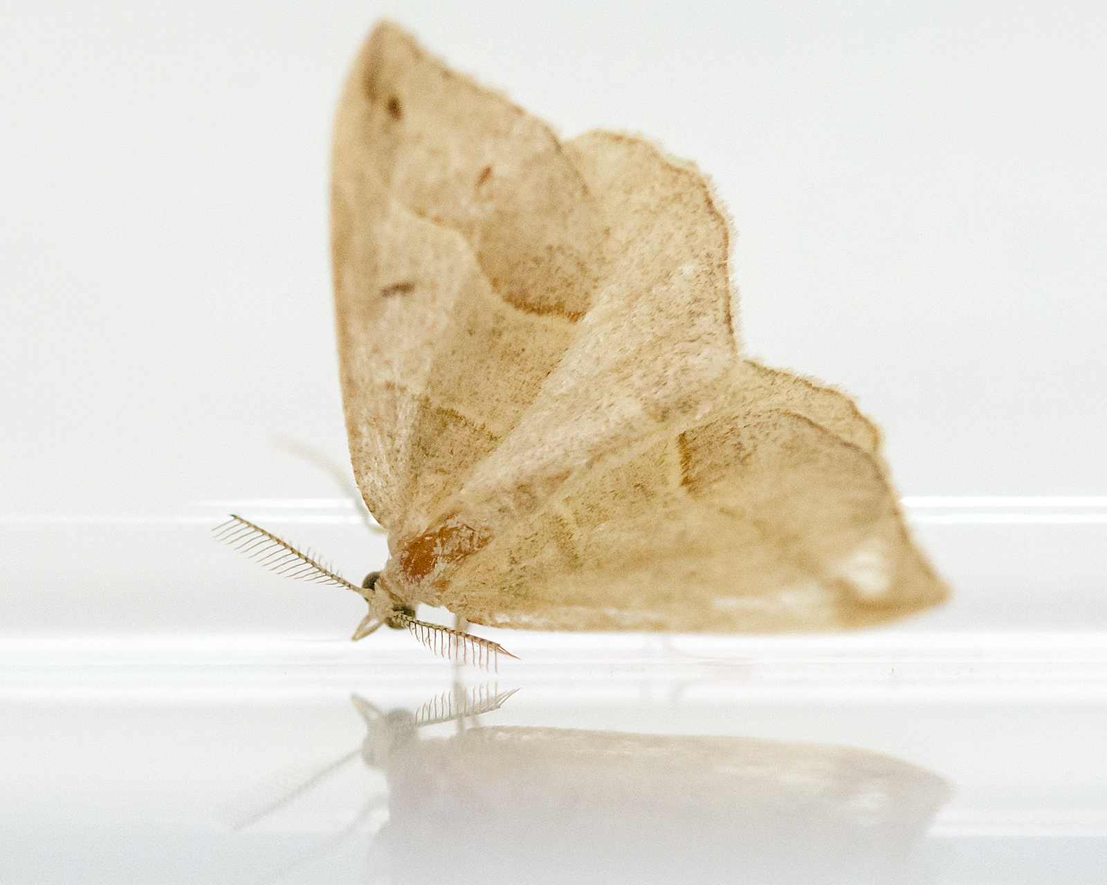 Wanderin' Weeta (With Waterfowl and Weeds): Pale beige moth