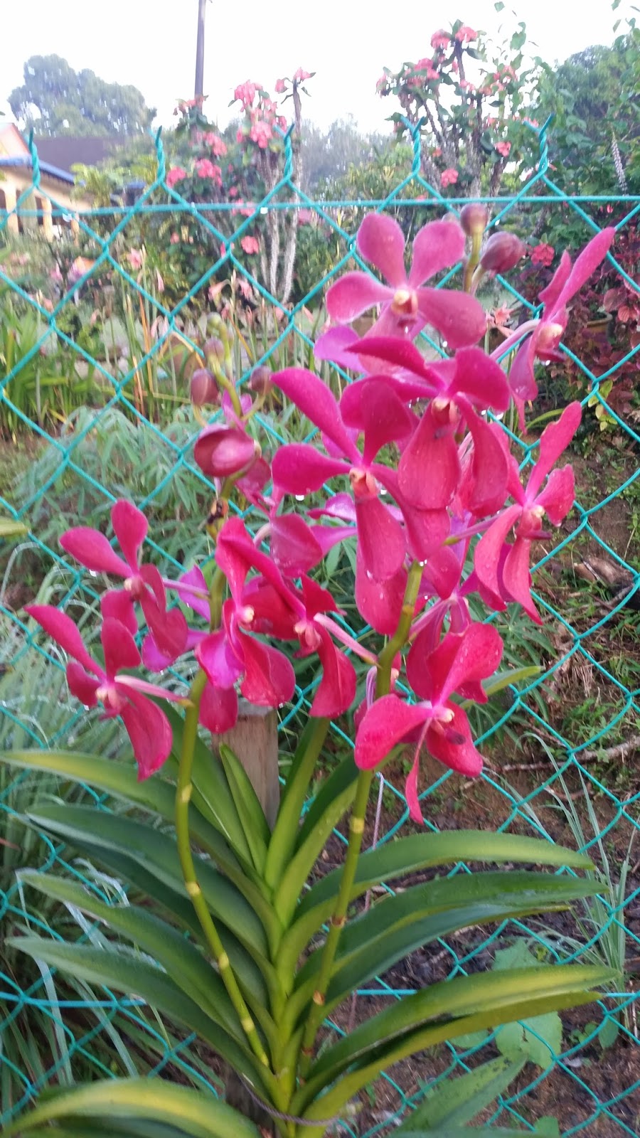 Warisan Petani: Tanaman Orkid 1