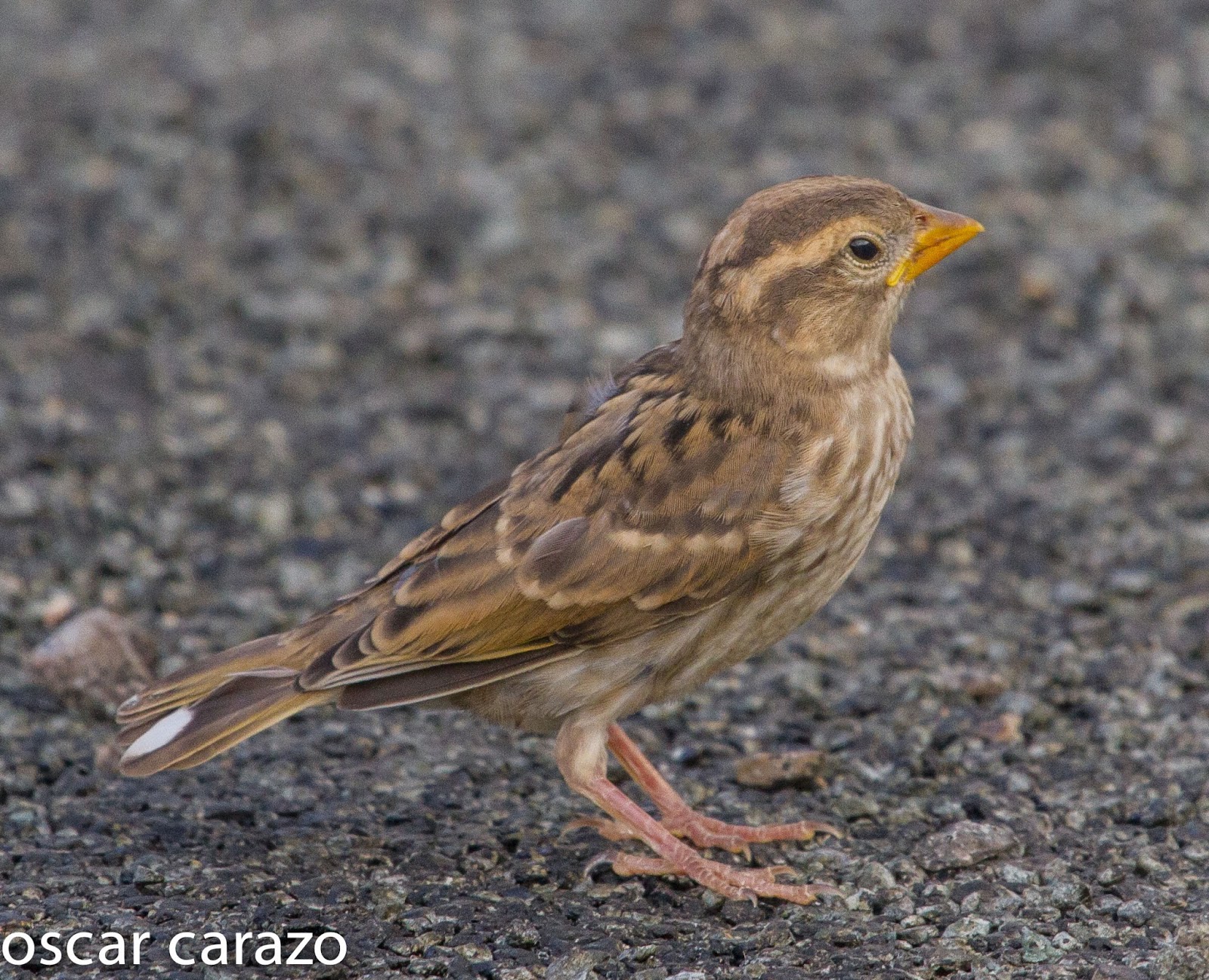 AVESANTURTZI: LA BELLEZA DE LO COMÚN