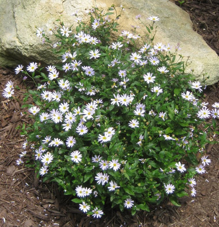 Future Plants by Randy Stewart: Kalimeris - Japanese Aster