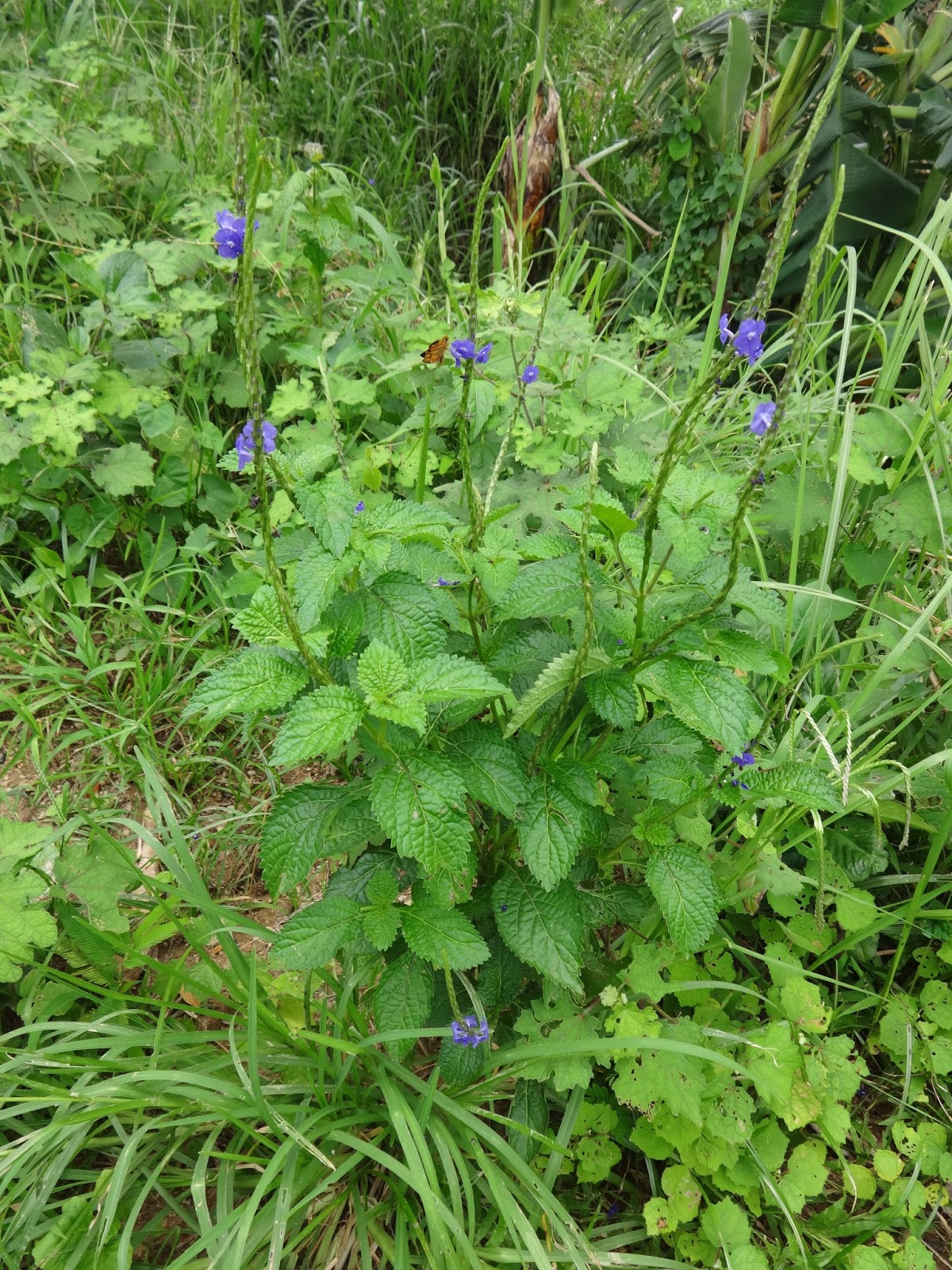 Herbs from Distant Lands: Stachytarpheta cayennensis / jamaicensis ...