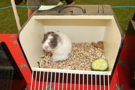 AMAZIN'SYRIAN: ALL TYPES OF SYRIAN HAMSTERS