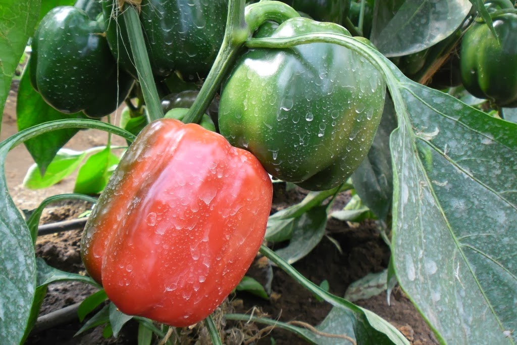 umoja blog: Kilimo cha Mboga mboga na umoja