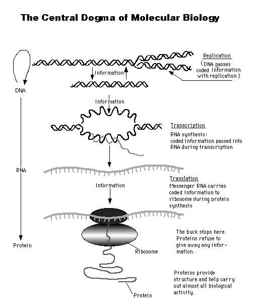AtomicMed: Modul 7 - Genetika 1