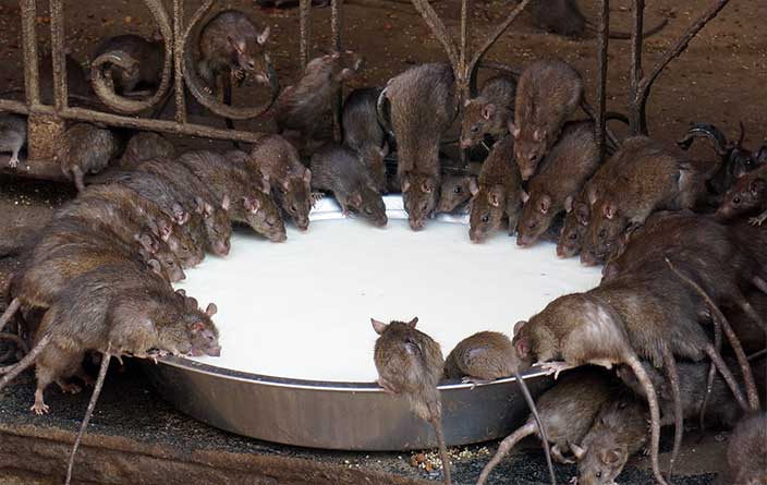 20 Fakta Menakjubkan Tentang Tikus - Misteri, Fakta dan Fenomena