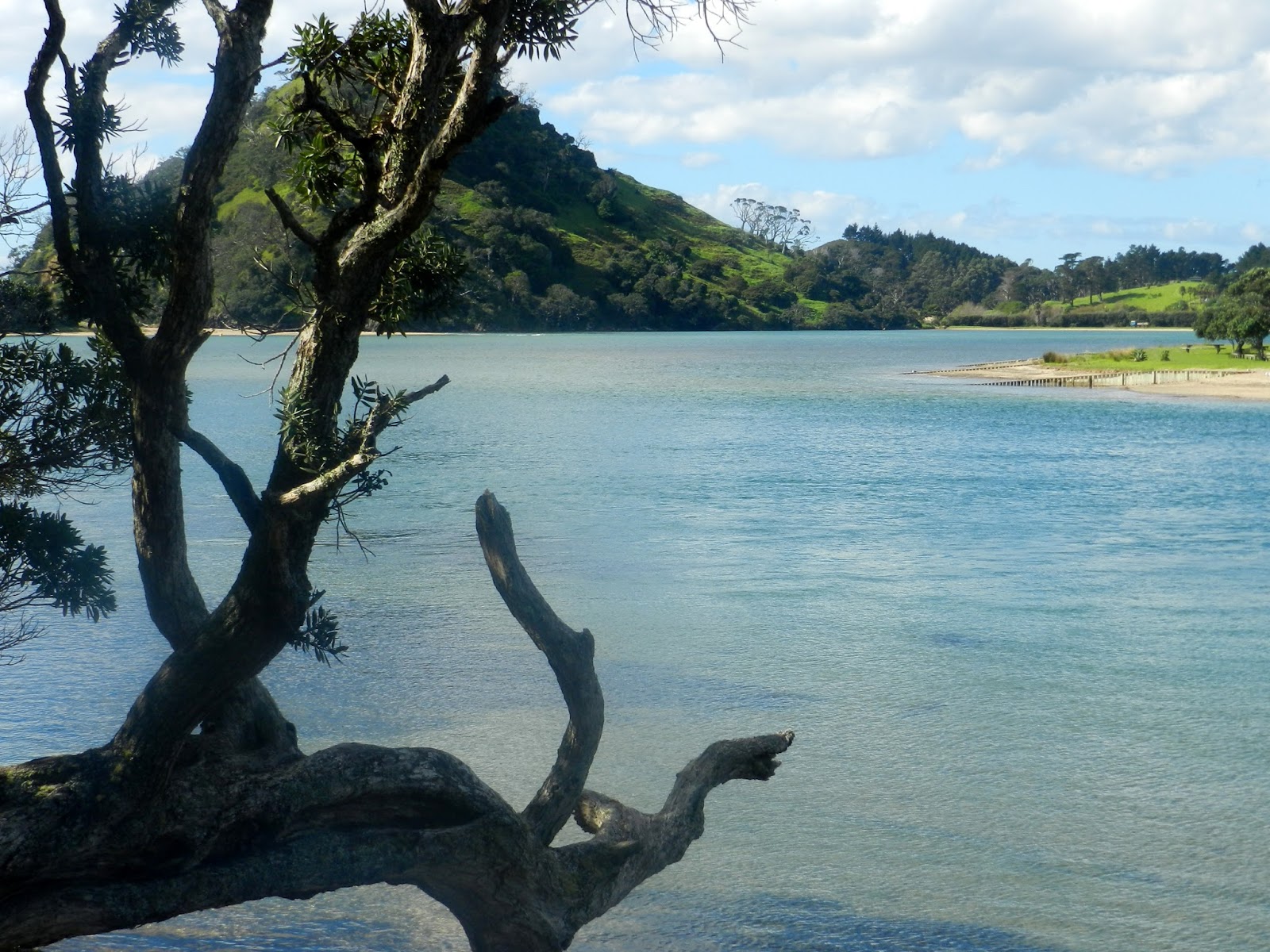 The Paddock: Pataua south