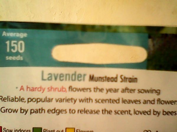 Jual Benih Bunga Lavender (Lavandula Angustifolia): Jual benih/bibit ...