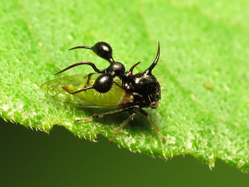 L'àvia Clementina Bloc: Els membràcids, petites escultures vives