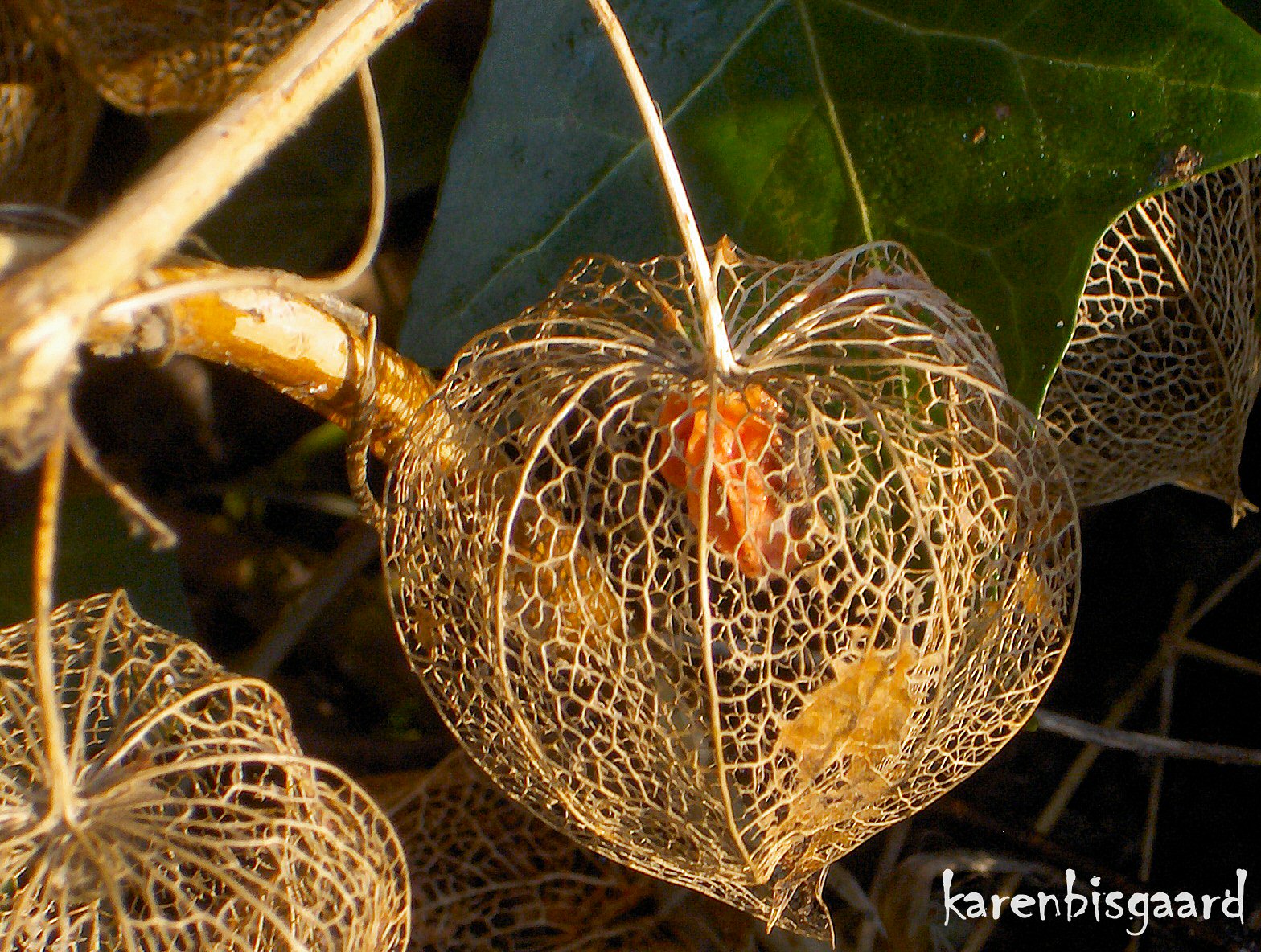 Karen`s Nature Photography: Seed Pod Skeleton on Japanese Lantern Plant.