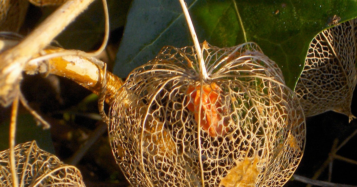 Karen`s Nature Photography: Seed Pod Skeleton on Japanese Lantern Plant.