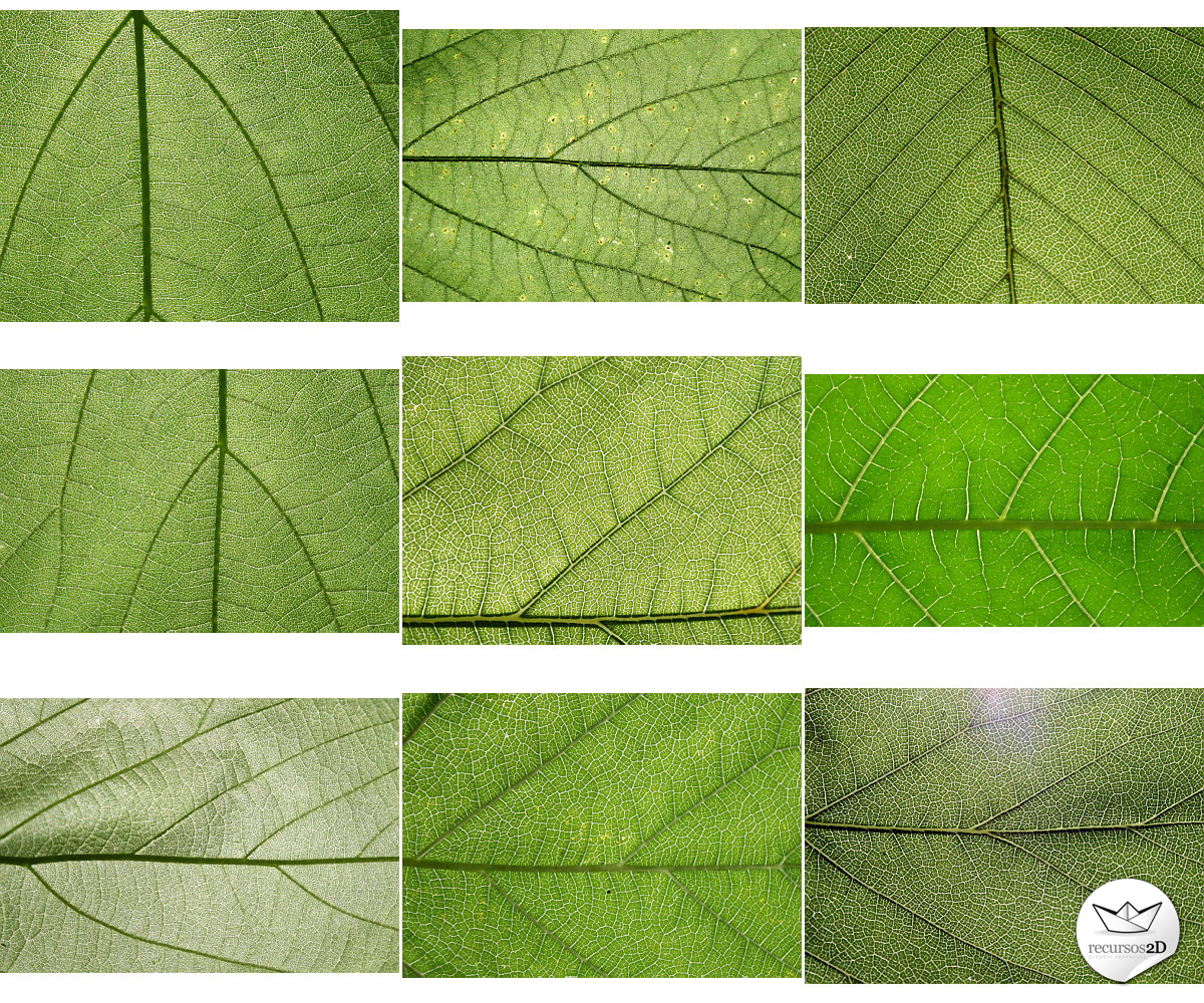9 Macro Texturas de hojas vegetales (9 Leaves Macro Textures) | Recursos 2D