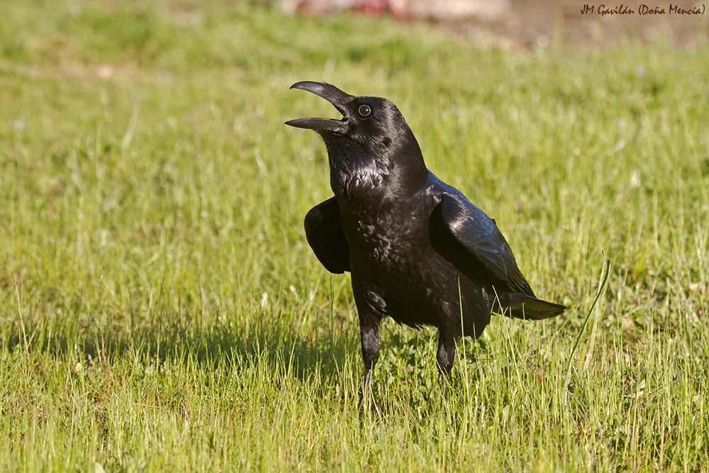 Fotografía de Naturaleza - JM Gavilán: Cuervo común (Corvus corax)