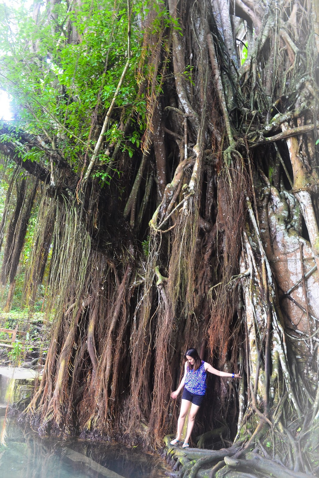 Wander With Sky: Siquijor TravelSeries : Enchanted Old Balete Tree