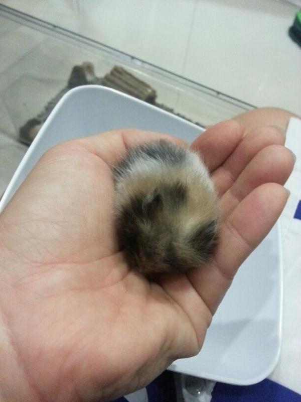 Natural PawPals: Cherimoya the Calico (aka Tortoiseshell Banded) Syrian ...