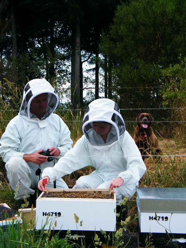 Beginning Beekeeping: Day 21 - bee hive inspection