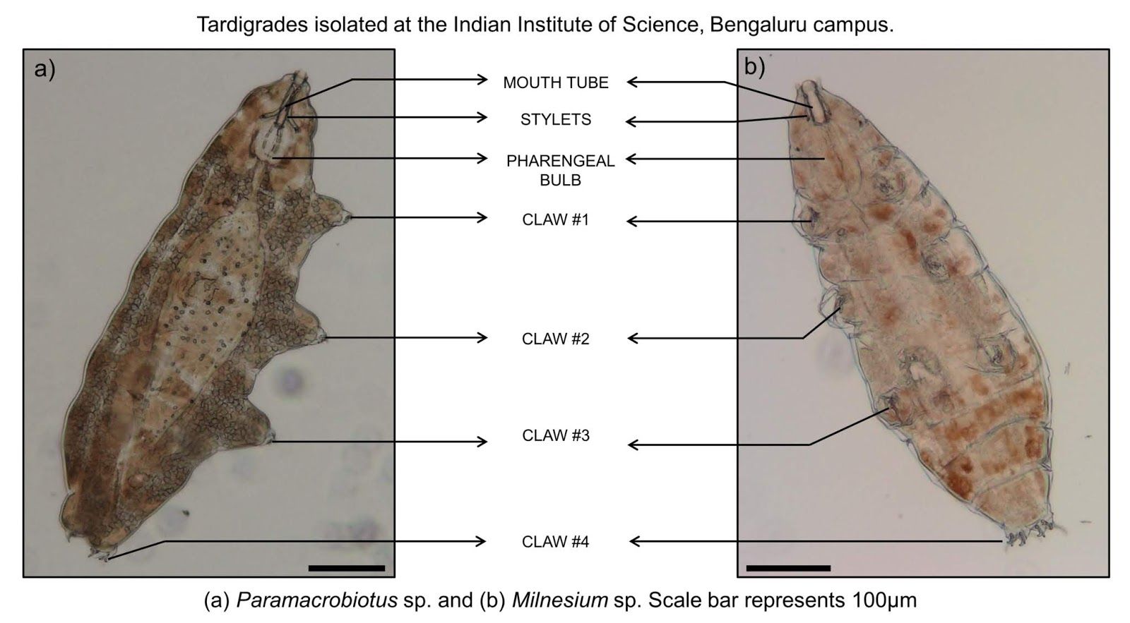 Tardigrades: The toughest animals in the world - BIOCLIFF