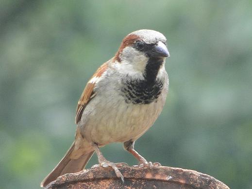 Sarzedo Ecologia: Pardal