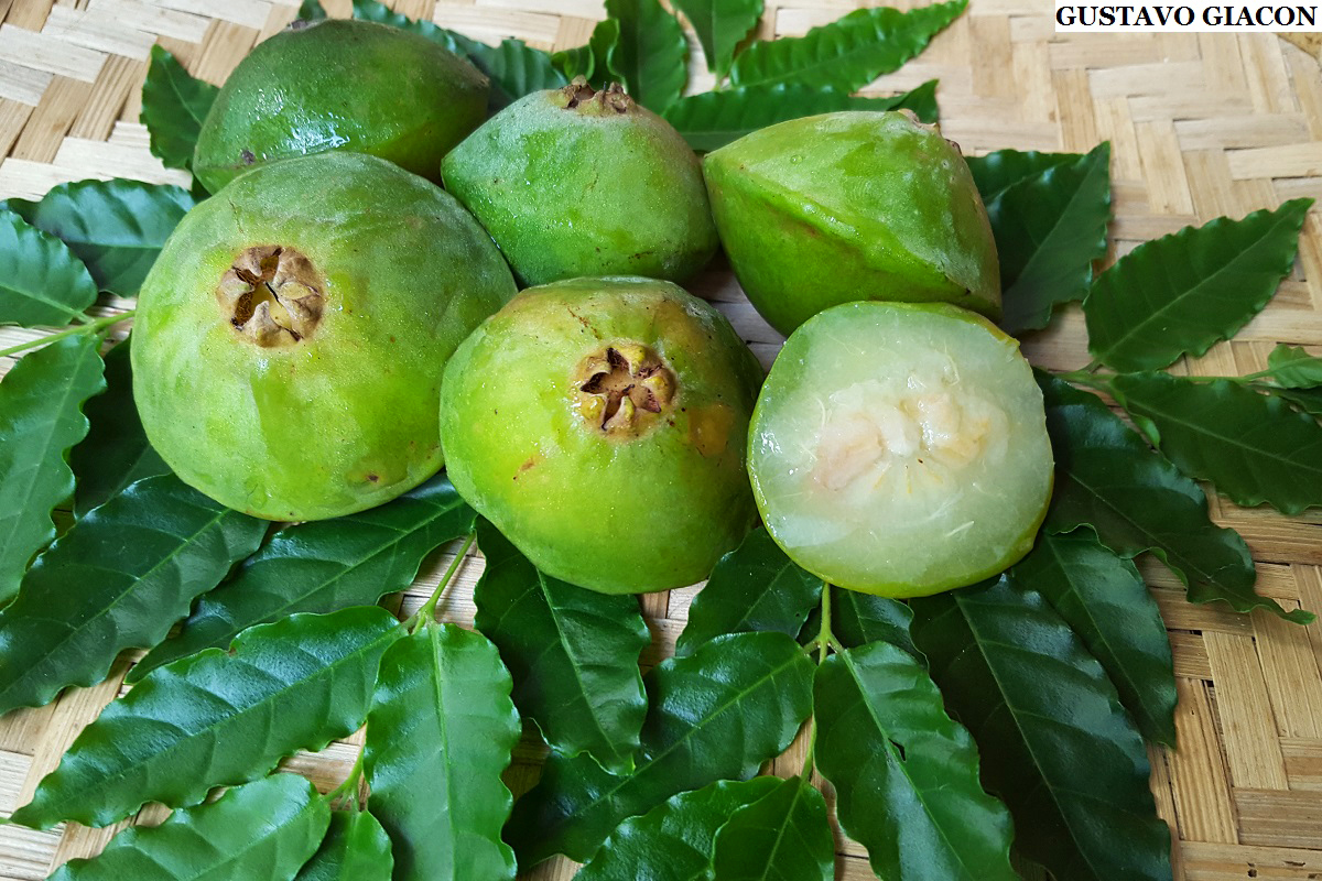 Viveiro Ciprest - Plantas Nativas e Exóticas: Cambuci ( Campomanesia ...