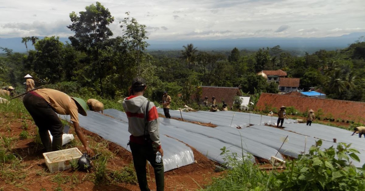 ATPH | Penyiapan Lahan - Mister Prime