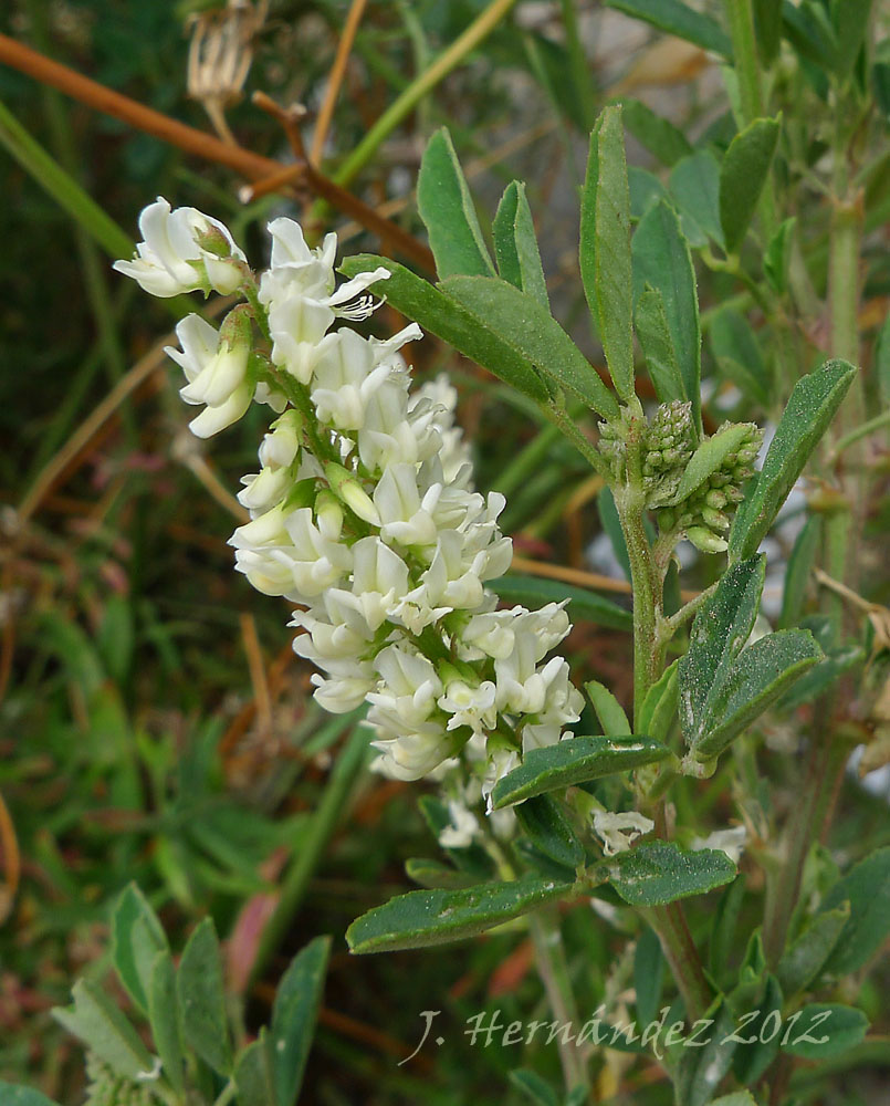 Florula gaditana: Melilotus albus