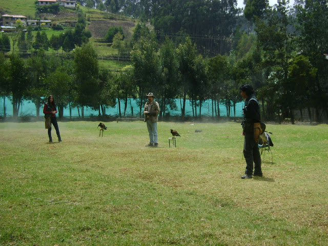 fundamental.com: Imágenes de cetrería en Tarqui, Cuenca, Ecuador.