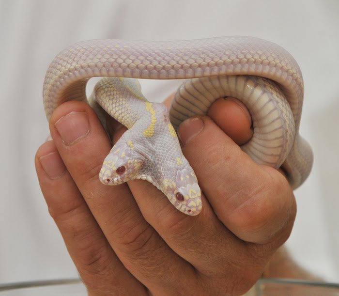 blogbipeds: Cylindrophis ruffus - Two Headed Snake