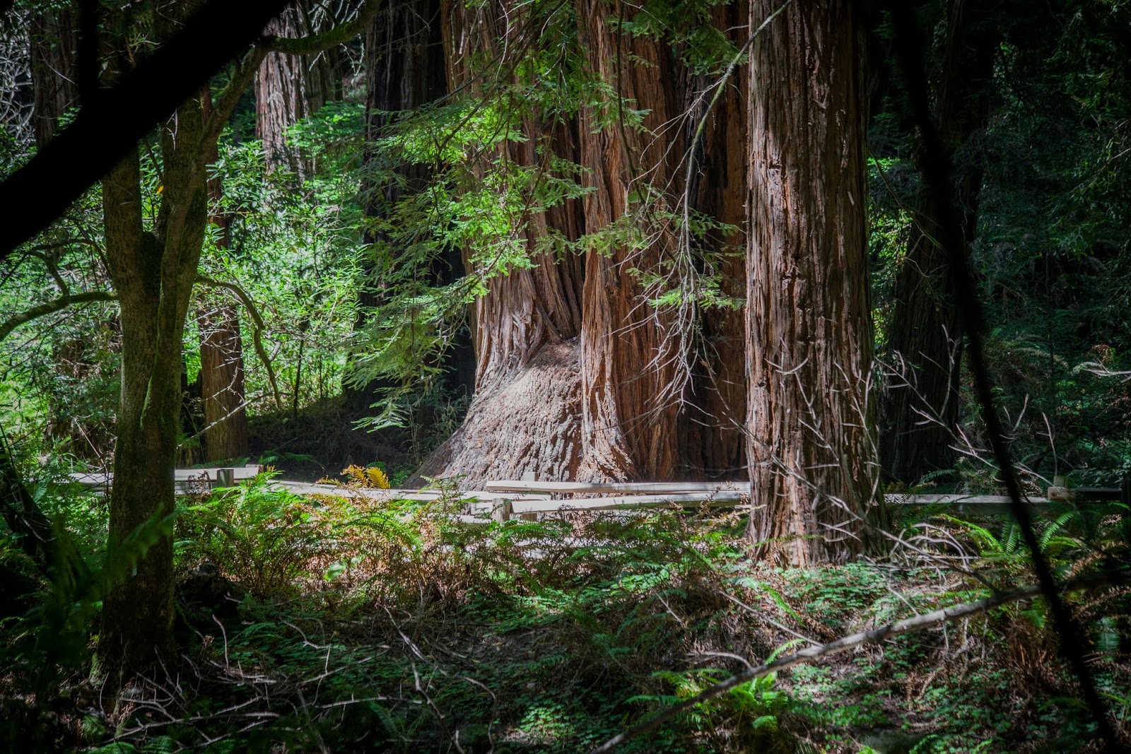 Coast Redwoods - The Tallest Trees In The World - Explore the World ...