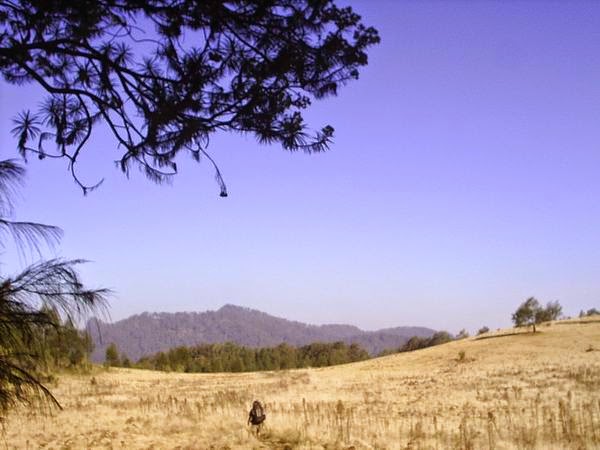 Royal Jogjaholic Tour And Travel: Argopuro Trekking – Jalur Pendakian ...