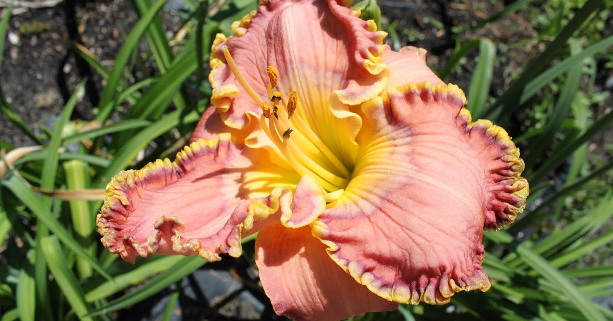 Lewis Daylily Garden: Florida trip, part 3.