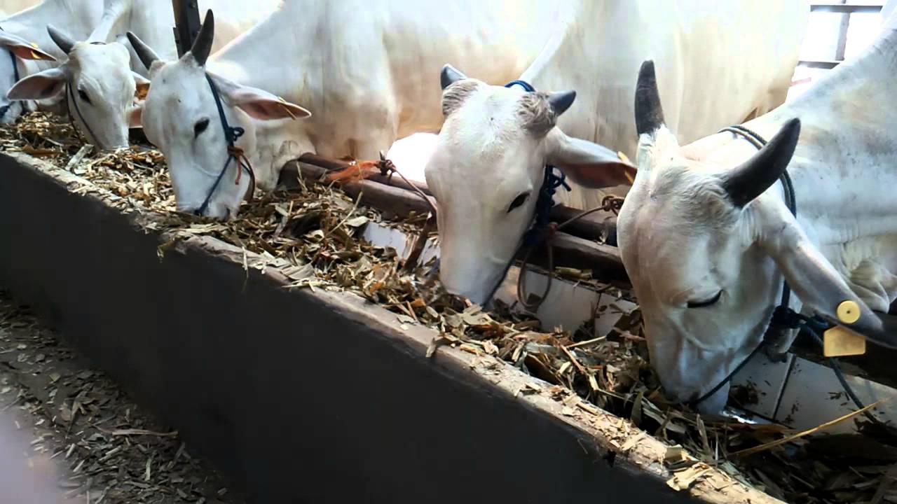 cara membuat pakan silase mudah lengkap - Elinotes review