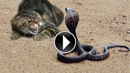 CAT ATTACK SNAKE TO DEATH!!! REAL ANIMAL FIGHT - Health Tips