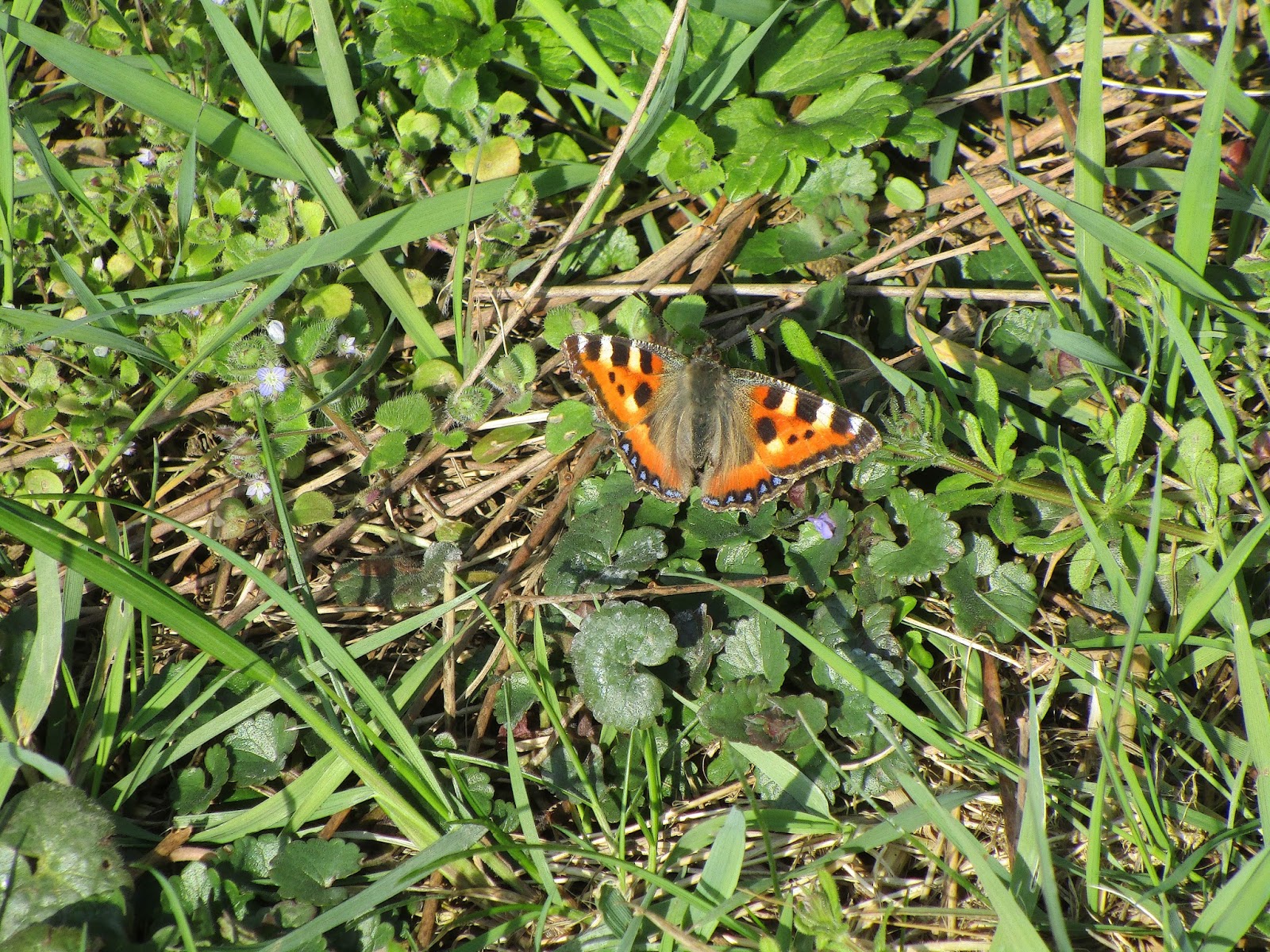 joachimartist: butterfly hunt