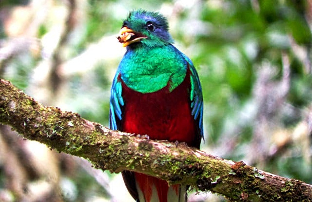 QUETZAL photos - wallpapers (ανανεωμένο) | the fun bank